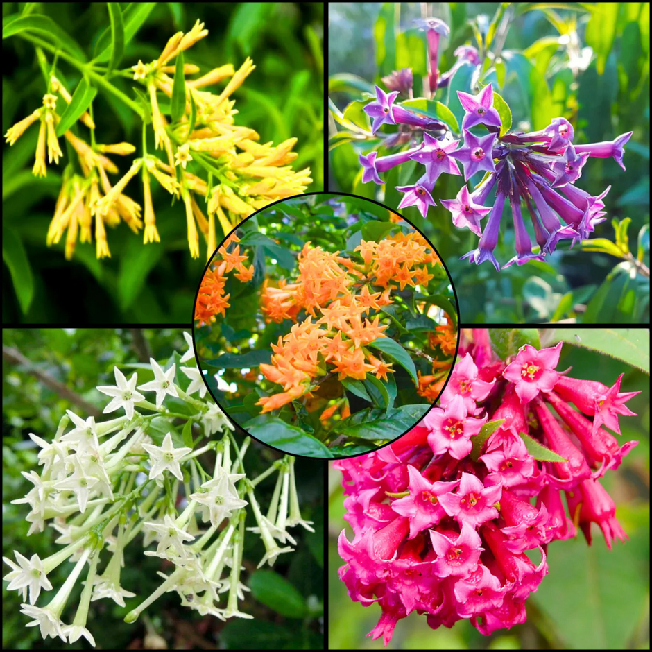 Live Plants Collection – Premium Fresh, Healthy & Ready-to-Grow Plants ...